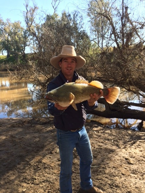 Saving the Murray Cod: Threats, Recovery & How Anglers Can Help | Outfished